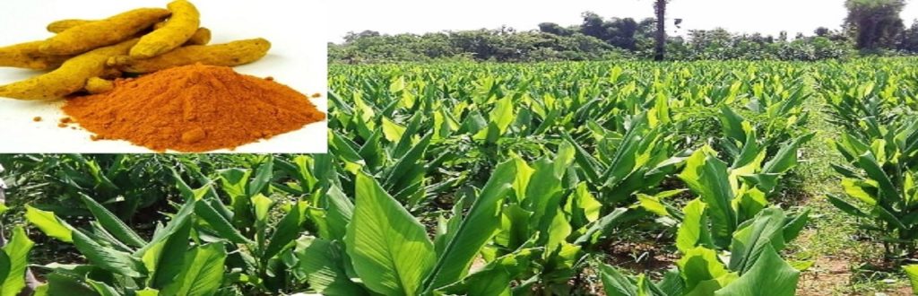 Turmeric Cultivation & Processing – Nipht
