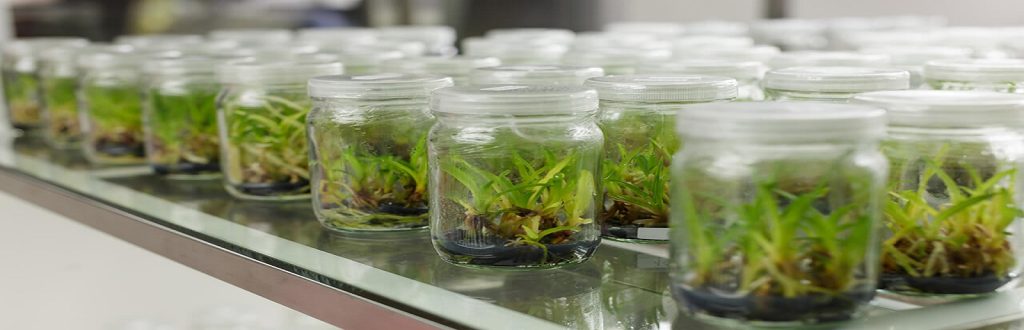 Plant Tissue Culture – Nipht